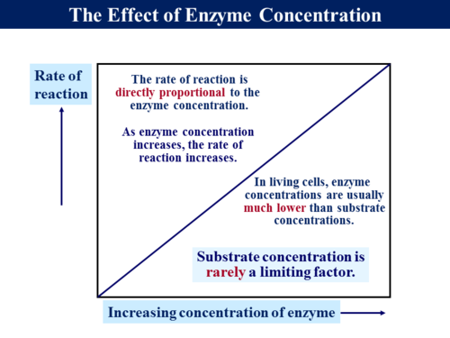 BioA_3.1.4.2 The Nature of Enzymes | Teaching Resources