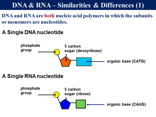 BioA_3.1.5.1 The Nature of DNA and RNA | Teaching Resources