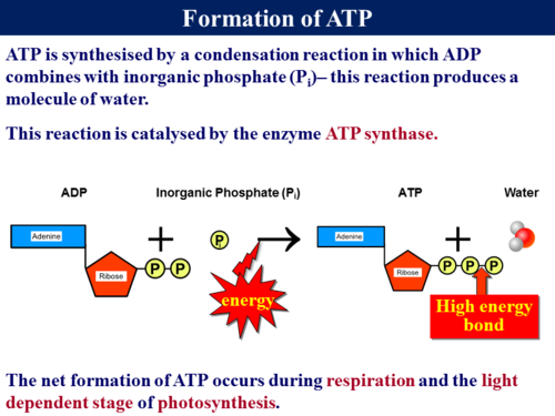 BioA_3.1.6 The Nature of ATP | Teaching Resources