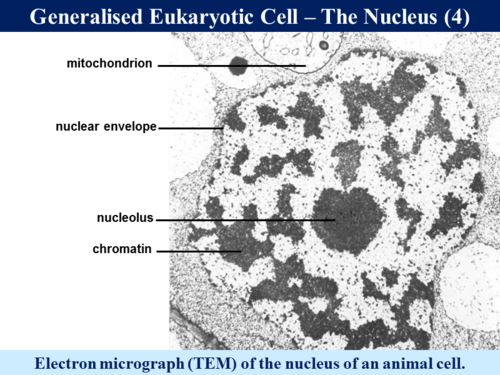 BioA_3.2.1.1 Eukaryotic Cells 1 - General Features | Teaching Resources