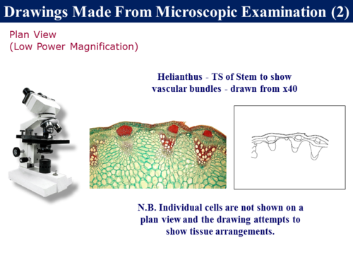 BioA_3.2.1.3 Biological Drawings - Cells, Tissues & Whole Specimens ...