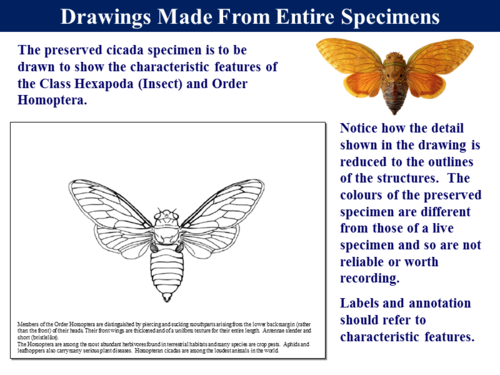 BioA_3.2.1.3 Biological Drawings - Cells, Tissues & Whole Specimens ...