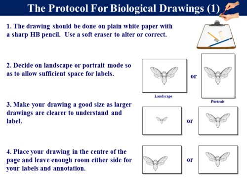 BioA_3.2.1.3 Biological Drawings - Cells, Tissues & Whole Specimens ...