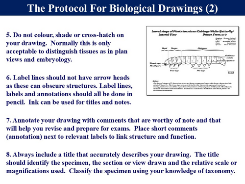 BioA_3.2.1.3 Biological Drawings - Cells, Tissues & Whole Specimens ...