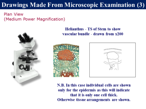 BioA_3.2.1.3 Biological Drawings - Cells, Tissues & Whole Specimens ...