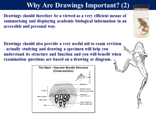 BioA_3.2.1.3 Biological Drawings - Cells, Tissues & Whole Specimens ...