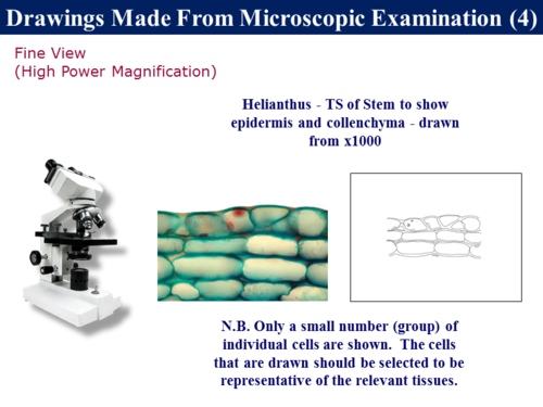 BioA_3.2.1.3 Biological Drawings - Cells, Tissues & Whole Specimens ...