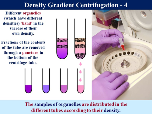 BioA_3.2.1.3 Studying Cells 4 - Cell Fractionation ...