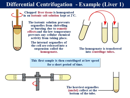 BioA_3.2.1.3 Studying Cells 4 - Cell Fractionation ...