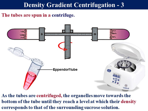 BioA_3.2.1.3 Studying Cells 4 - Cell Fractionation ...