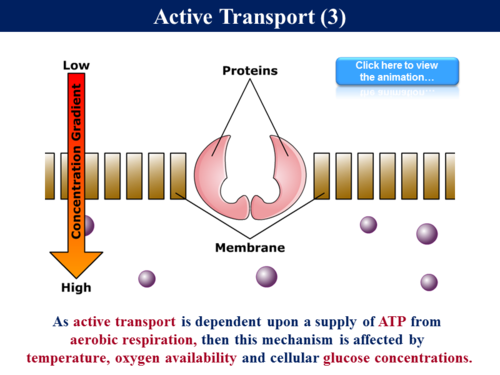 Active Transport Animation
