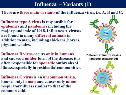 BioA_3.2.4 Antigenic Variability - Influenza | Teaching Resources