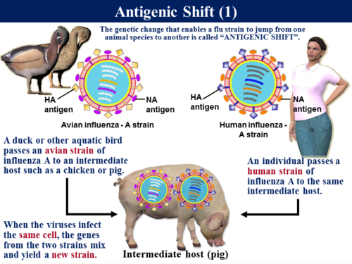 BioA_3.2.4 Antigenic Variability - Influenza | Teaching Resources