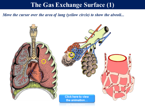 BioA_3.3.2 Gas Exchange Systems 4 - Lungs | Teaching Resources