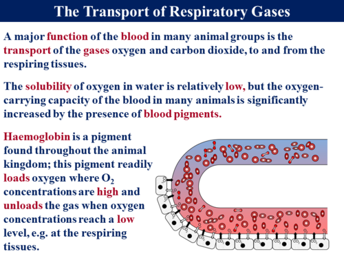 BioA_3.3.2 Transport of Respiratory Gases 1 | Teaching Resources