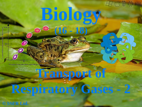 BioA_3.3.2 Transport of Respiratory Gases 2 | Teaching Resources