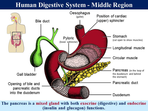 BioA_3.3.3 Digestion 1 - Digestive System | Teaching Resources