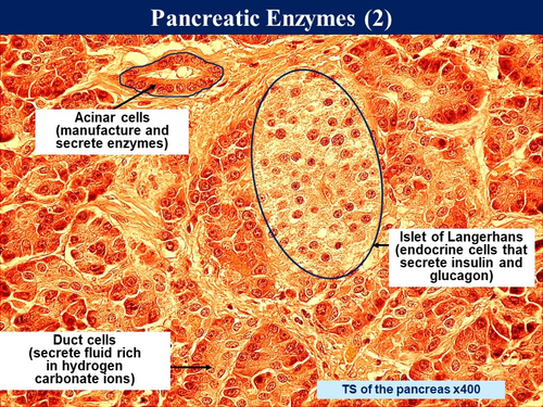 BioA_3.3.3 Digestion 1 - Digestive System | Teaching Resources