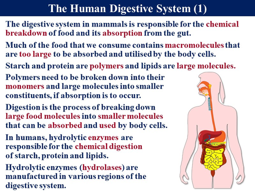 BioA_3.3.3 Digestion 1 - Digestive System | Teaching Resources