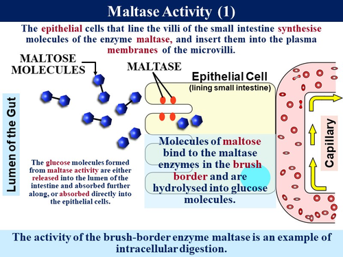 BioA_3.3.3 Digestion 2 - Digestion of Carbohydrates, Proteins and ...