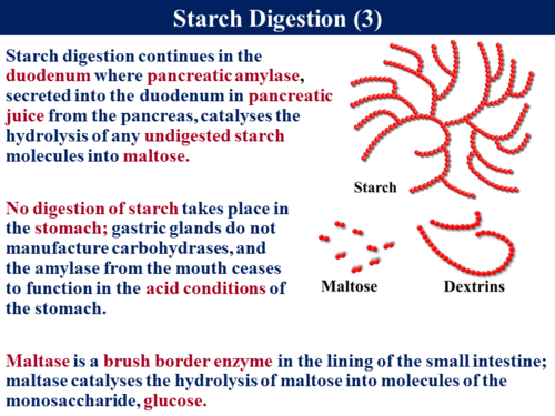 BioA_3.3.3 Digestion 2 - Digestion of Carbohydrates, Proteins and ...