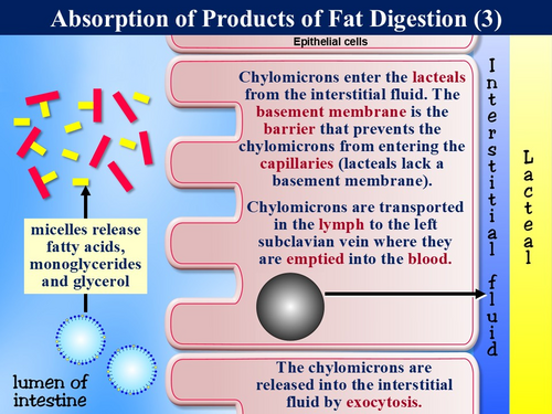 BioA_3.3.3 Digestion 3a - Absorption of Digestive Products | Teaching ...