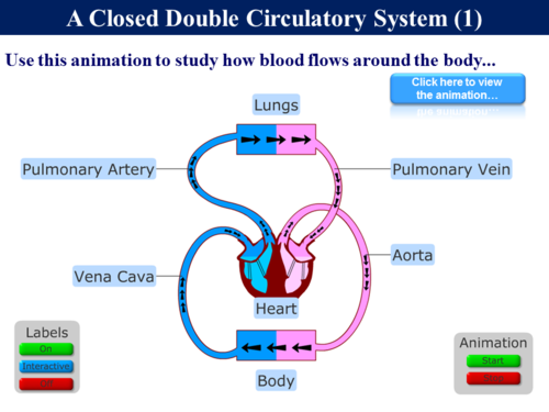 BioA_3.3.4.1 Circulation & Exchange | Teaching Resources