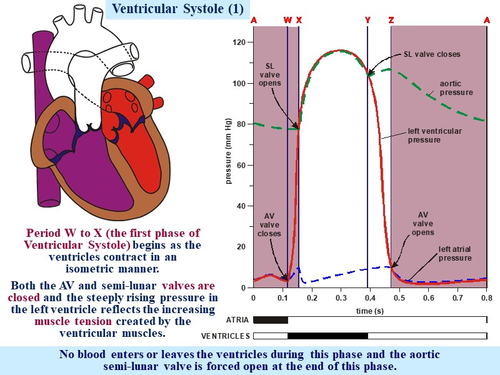 BioA_3.3.4.1 Heart & Circulation | Teaching Resources