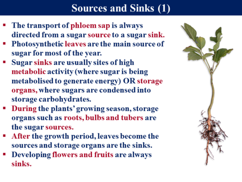 BioA_3.3.4.2 Translocation - 1 (Vascular Tissue, Sucrose, Sources and ...