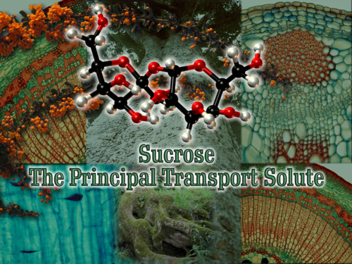 BioA_3.3.4.2 Translocation - 1 (Vascular Tissue, Sucrose, Sources and ...