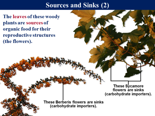 BioA_3.3.4.2 Translocation - 1 (Vascular Tissue, Sucrose, Sources and ...