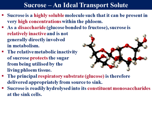 BioA_3.3.4.2 Translocation - 1 (Vascular Tissue, Sucrose, Sources and ...