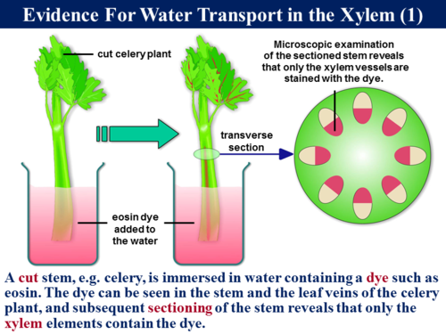 BioA_3.3.4.2 Water Transport in Plants - 1 (Mechanisms of Water ...