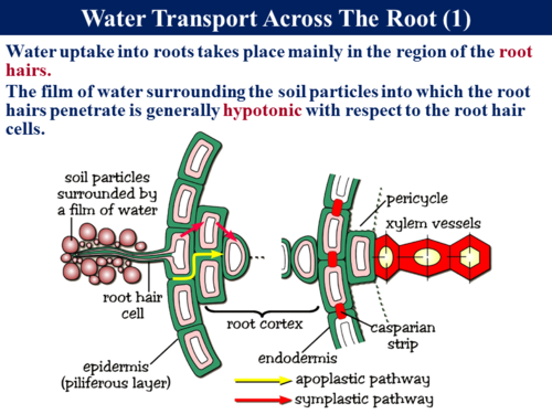 BioA_3.3.4.2 Water Transport in Plants - 1 (Mechanisms of Water ...