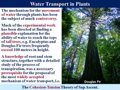 BioA_3.3.4.2 Water Transport in Plants - 1 (Mechanisms of Water ...