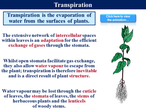 BioA_3.3.4.2 Water Transport in Plants - 2 (Transpiration & The ...