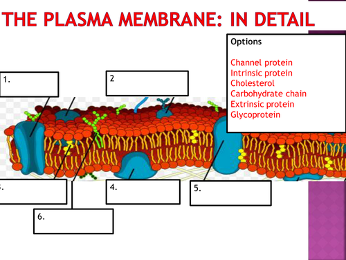 The cell membrane and cell transport | Teaching Resources