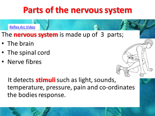 Homeostasis and the Nervous System | Teaching Resources
