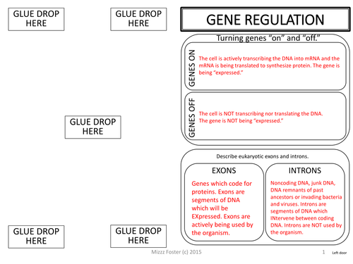 Gene Regulation: Prokayotic (Lac Operon) vs Eukaryotic Graphic ...