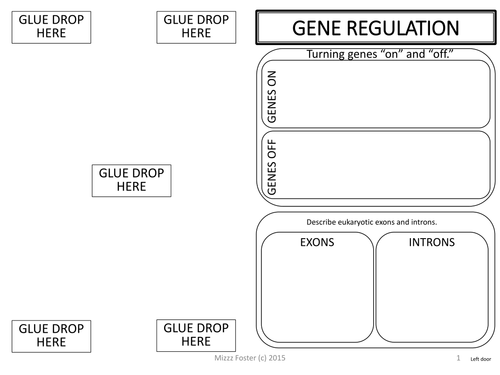Gene Regulation: Prokayotic (Lac Operon) vs Eukaryotic Graphic ...