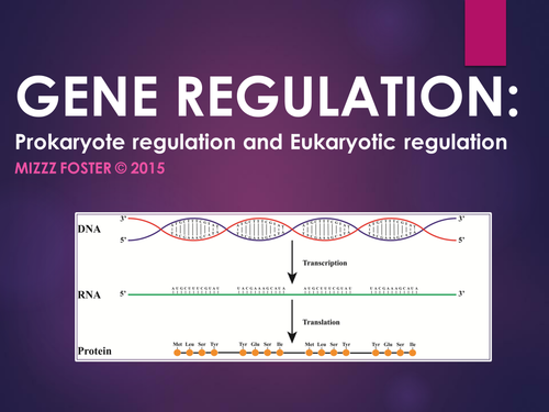 Gene Regulation (Prokaryotic and Eukaryotic) Bundle: Power point and ...