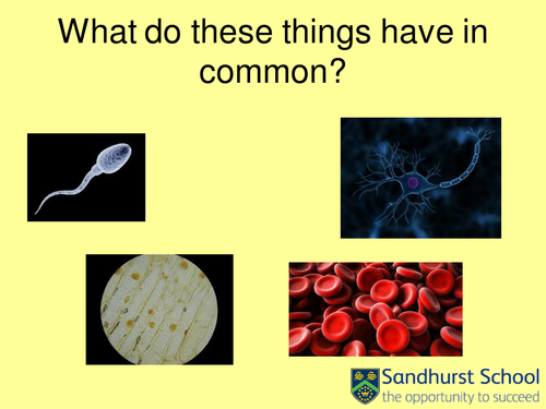 year 7. Cells , tissues and organs | Teaching Resources