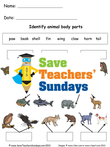 Animals Including Humans Year 1 Planning and Resources | Teaching Resources