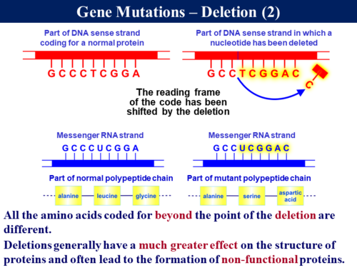 BioA_3.4.3 Gene Mutations | Teaching Resources