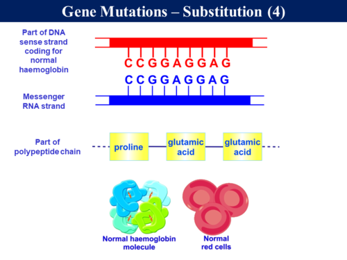 BioA_3.4.3 Gene Mutations | Teaching Resources