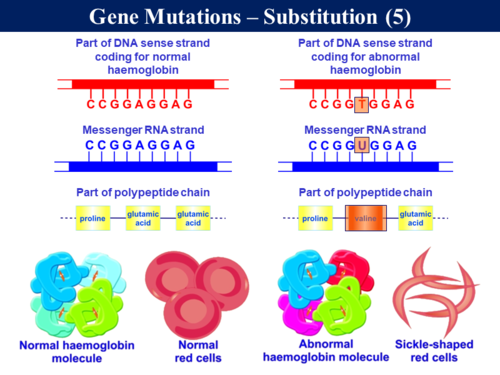 BioA_3.4.3 Gene Mutations | Teaching Resources