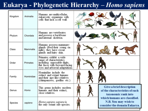BioA_3.4.5 Classification - Species & Taxonomy | Teaching Resources