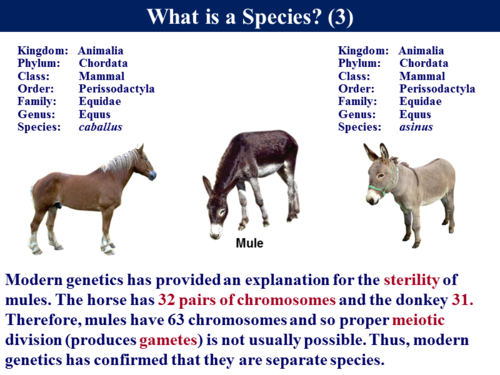 BioA_3.4.5 Classification - Species & Taxonomy | Teaching Resources