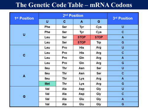 BioA_3.4.1 Genetic Code, Introns & Exons | Teaching Resources