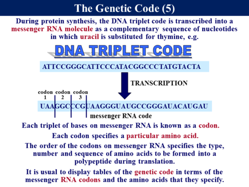 3.4.1 Genetic Code, Introns & Exons | Teaching Resources